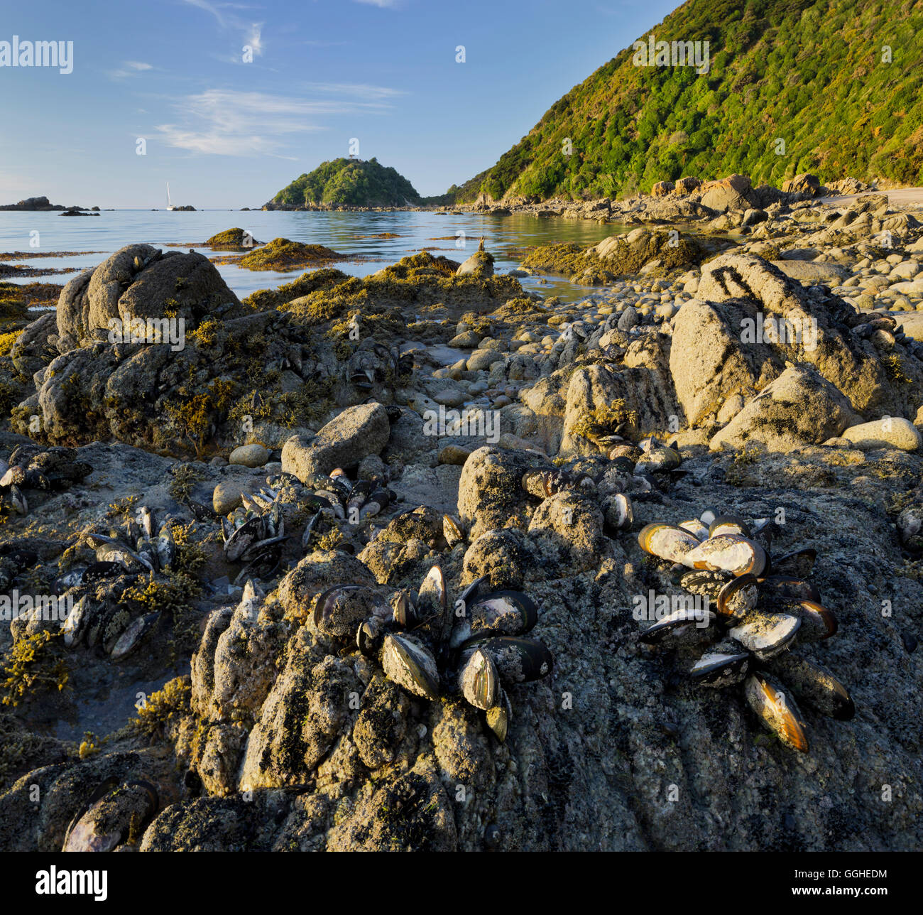 Mussels, Wainui Bay, Abel Tasman National park, Tasman, South Island ...