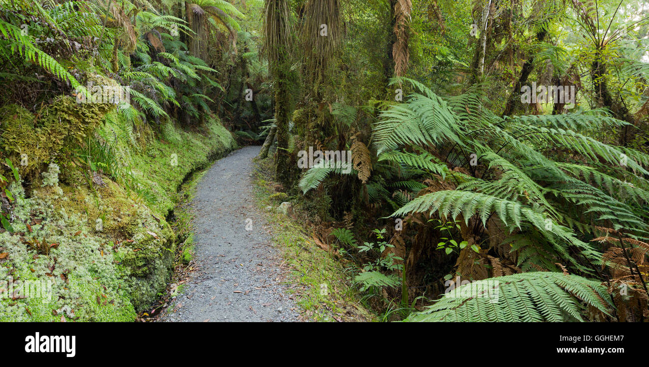 Trail at Lake Matheson, West Coast, South Island, New Zealand Stock ...