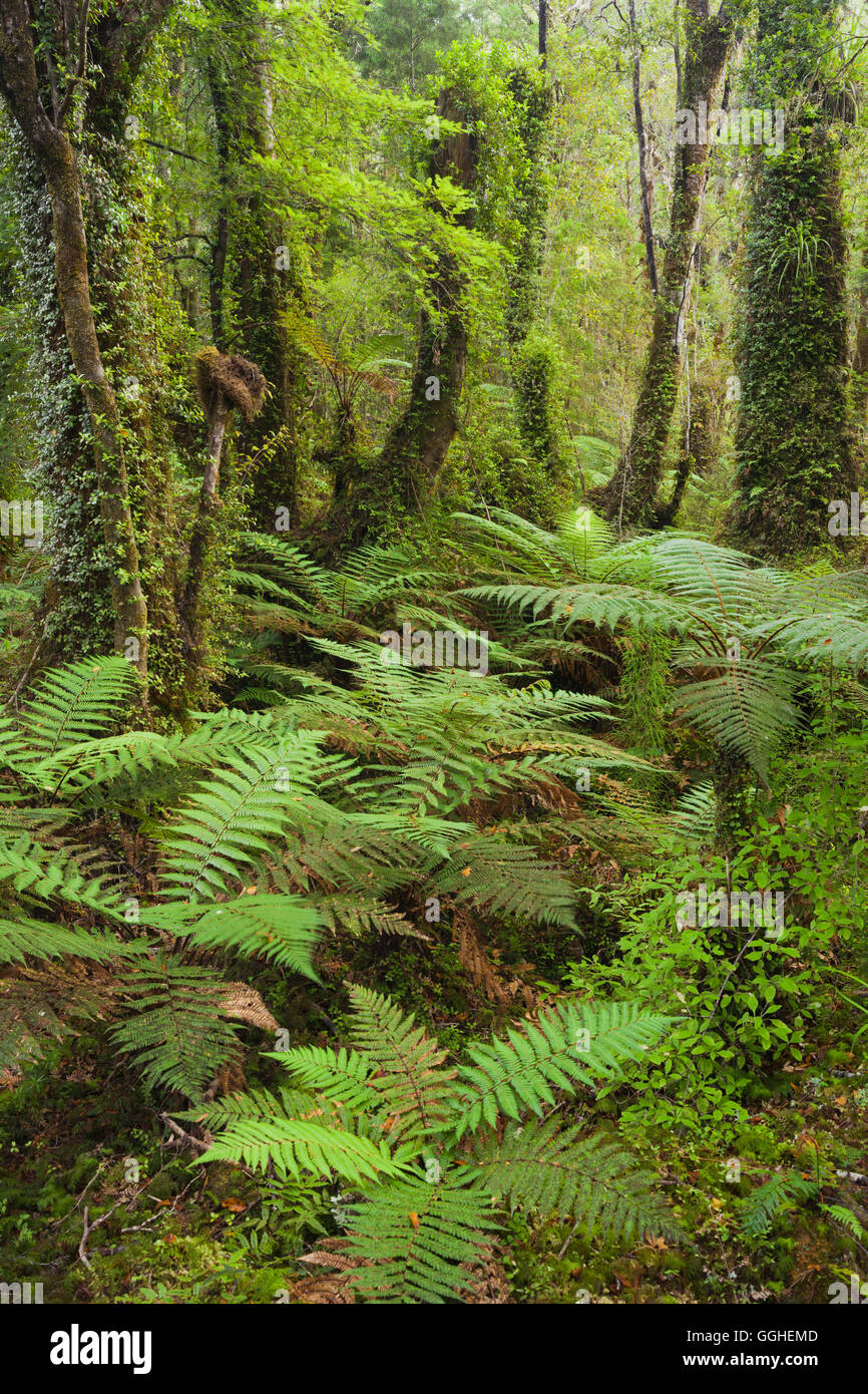 Tree ferns new zealand hi-res stock photography and images - Alamy