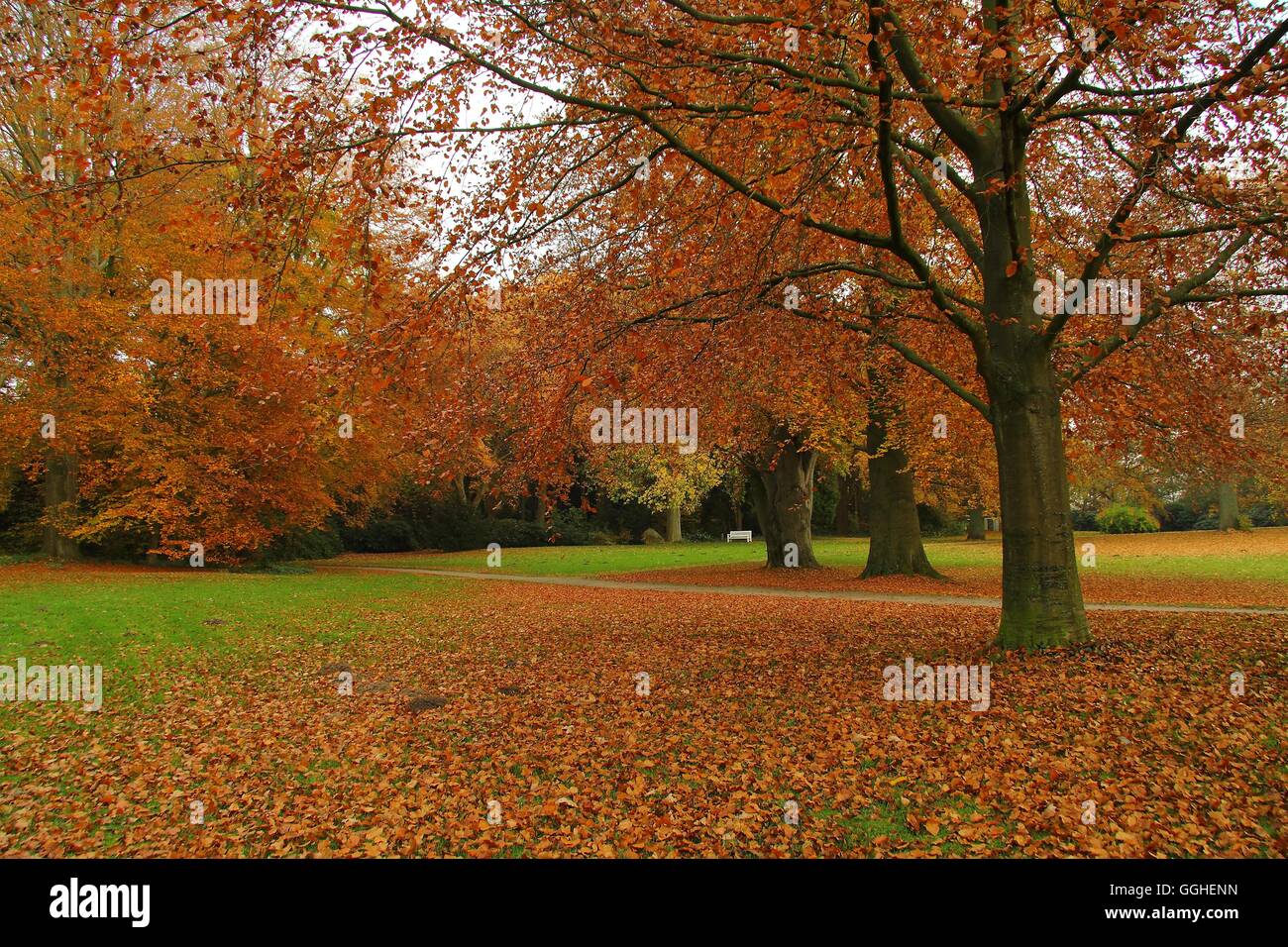 Park landscape in autumn, autumn colors / Parklandschaft im Herbst ...