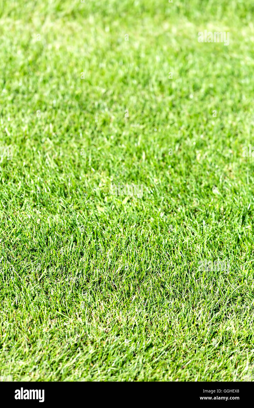 Green grass on sport field Stock Photo - Alamy