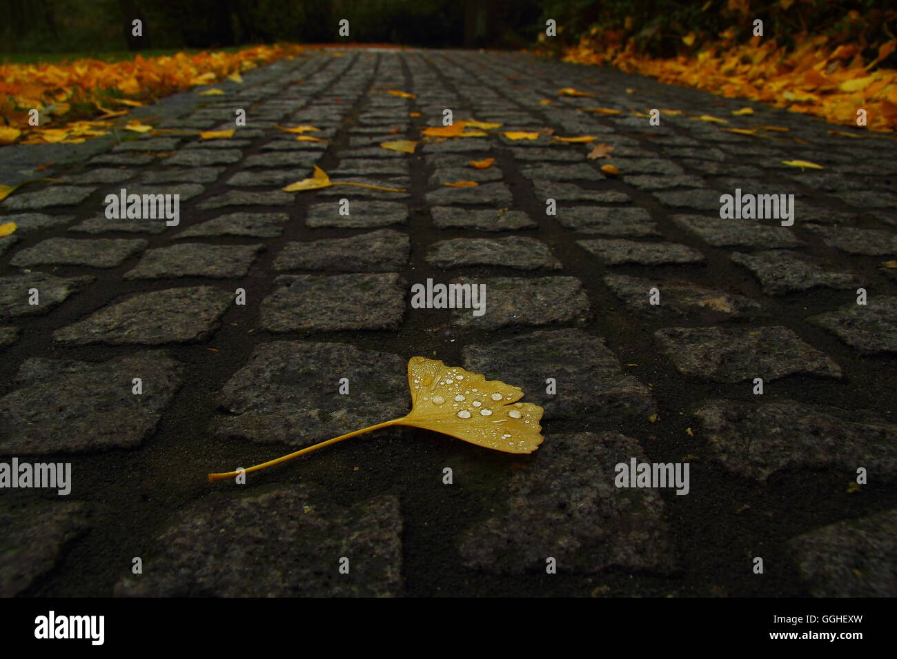 Autumn Ginkgo, Gingko leaf with raindrops / Herbstlaub des Ginkgo mit ...