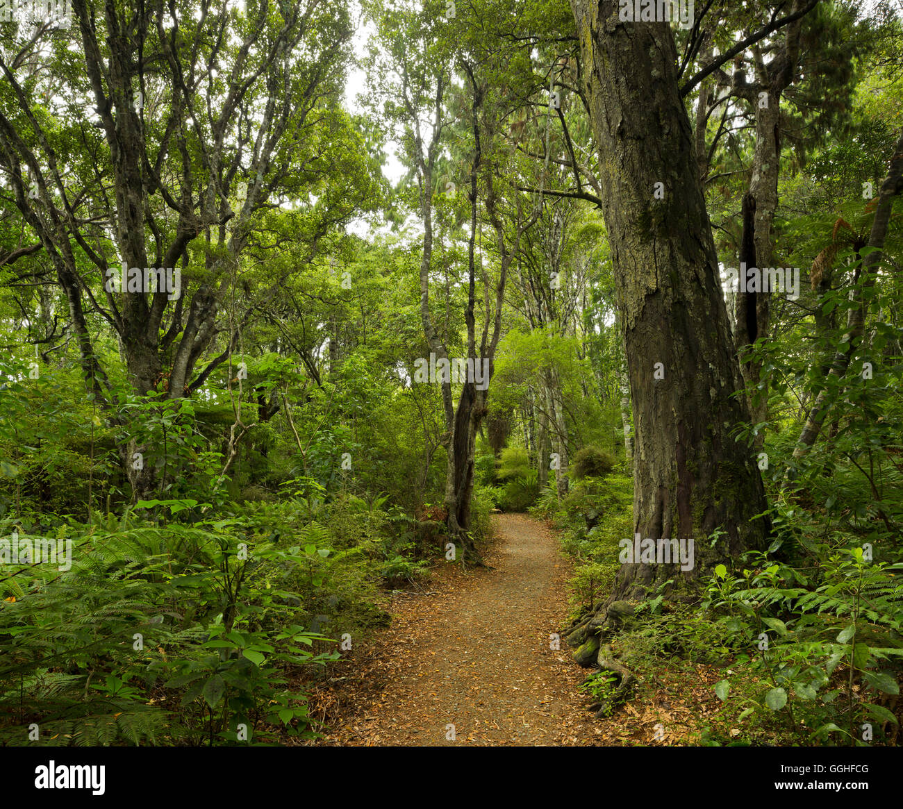 Path to Lake Wilkie through forest and ferns, Catlins, Otago, South ...
