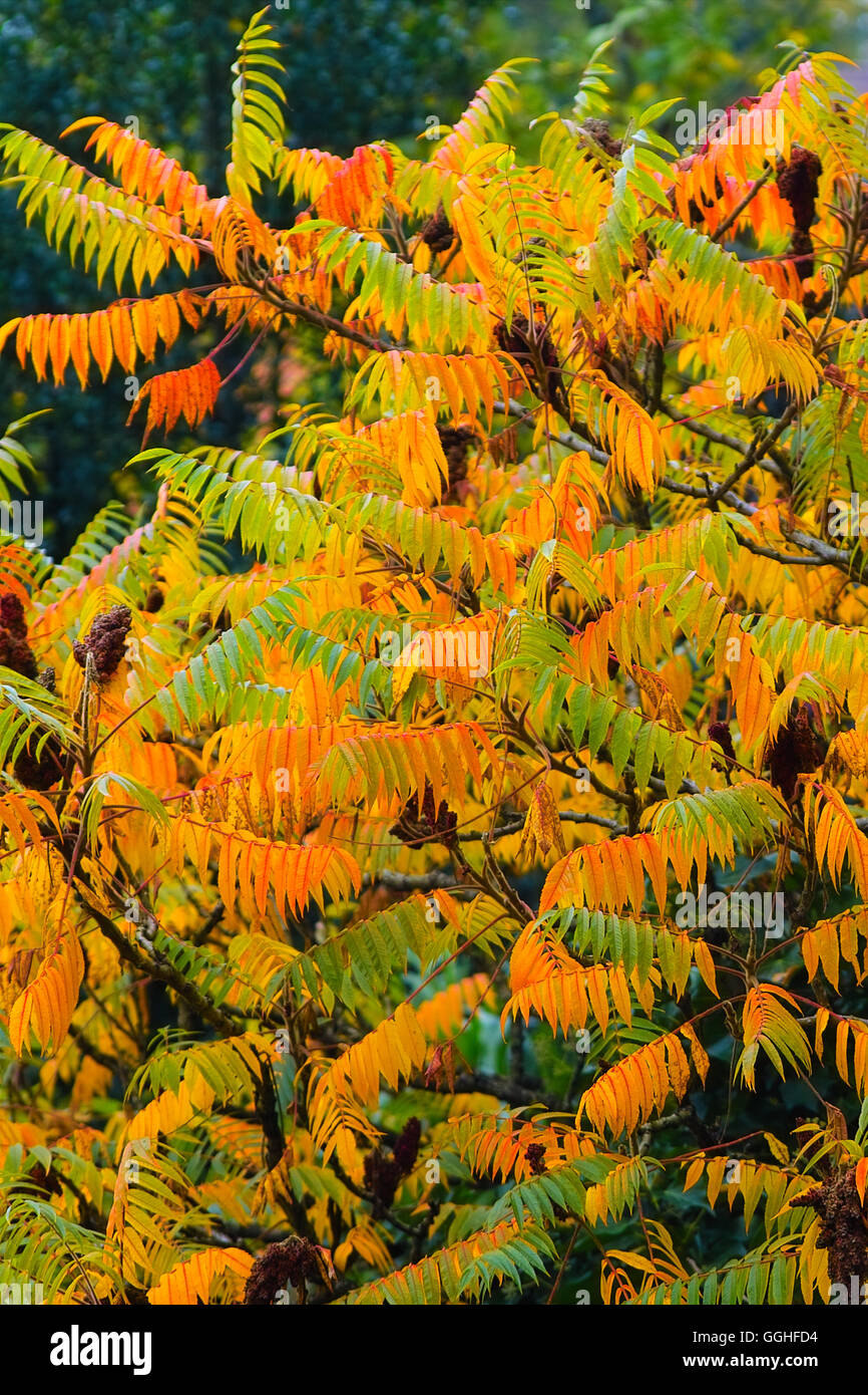 Pinnately compound leaf hi-res stock photography and images - Alamy