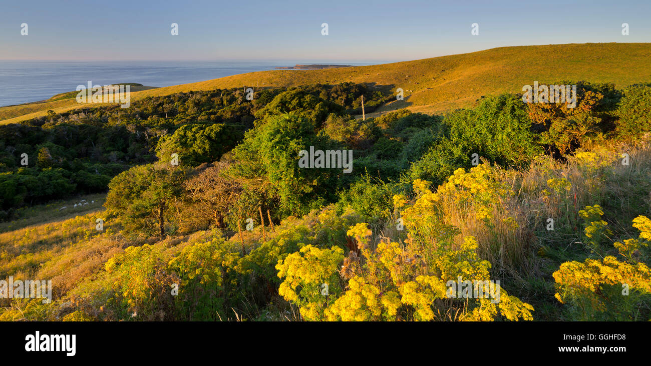 Papatowai, Catlins, Otago, Otago, South Island, New Zealand Stock Photo ...