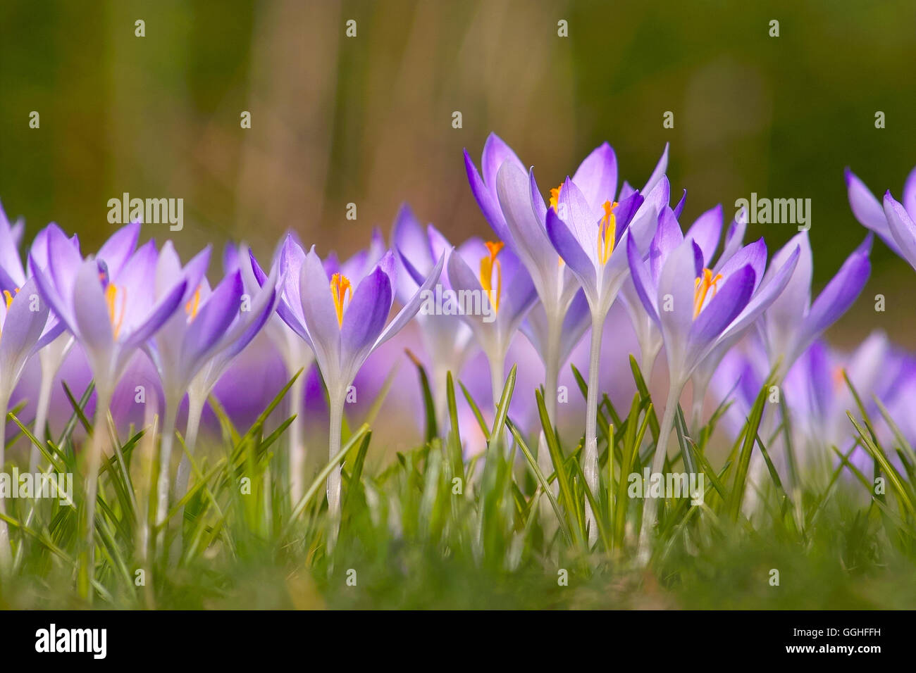 Krokus crocus tommasinianus hi-res stock photography and images - Alamy