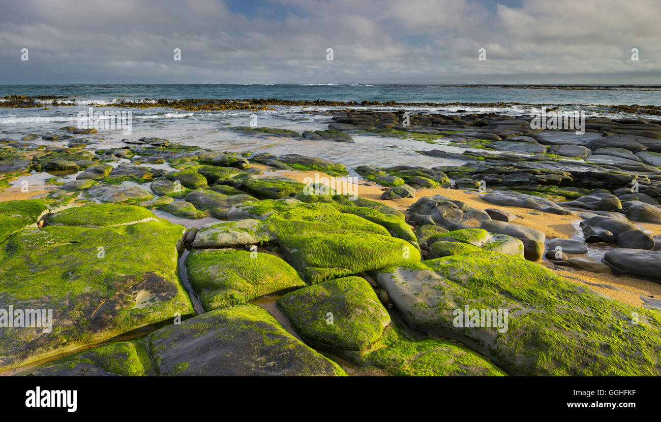 Waipapa coast, Catlins, Southland, South Island, New Zealand Stock ...