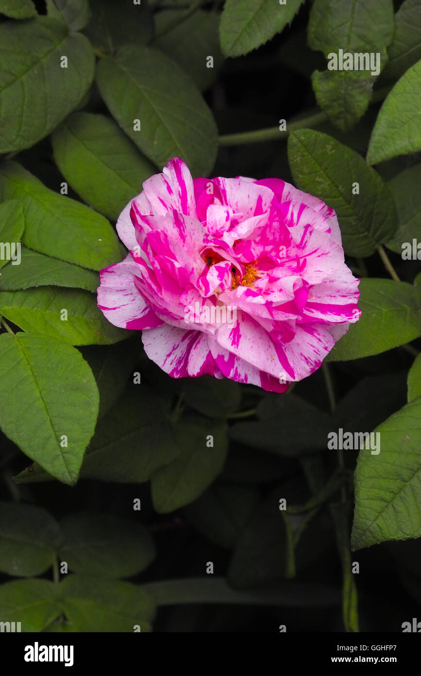 Old red damask apothecary's rose, 'Red Rose of Lancaster' / Apotheker ...