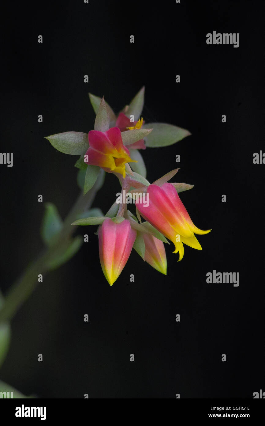 Echeveria flowers, Glaucous Echeveria / Echeverie (Echeveria secunda Glauca Stock Photo - Alamy