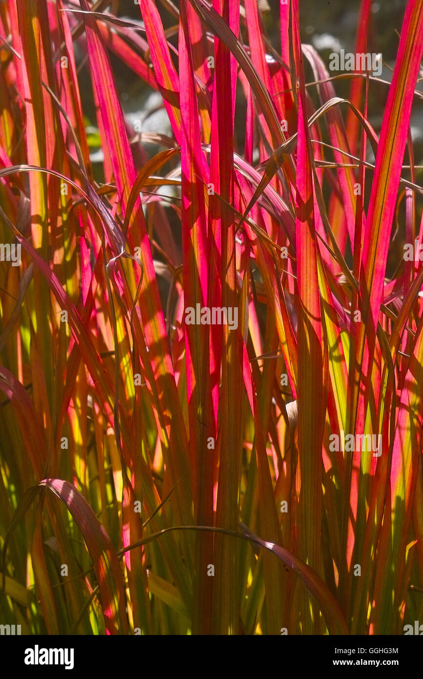 Cogon grass hi-res stock photography and images - Alamy