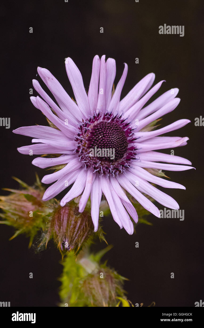 South African Thistle, Purple Berkheya (Berkheya purpurea), purple ...