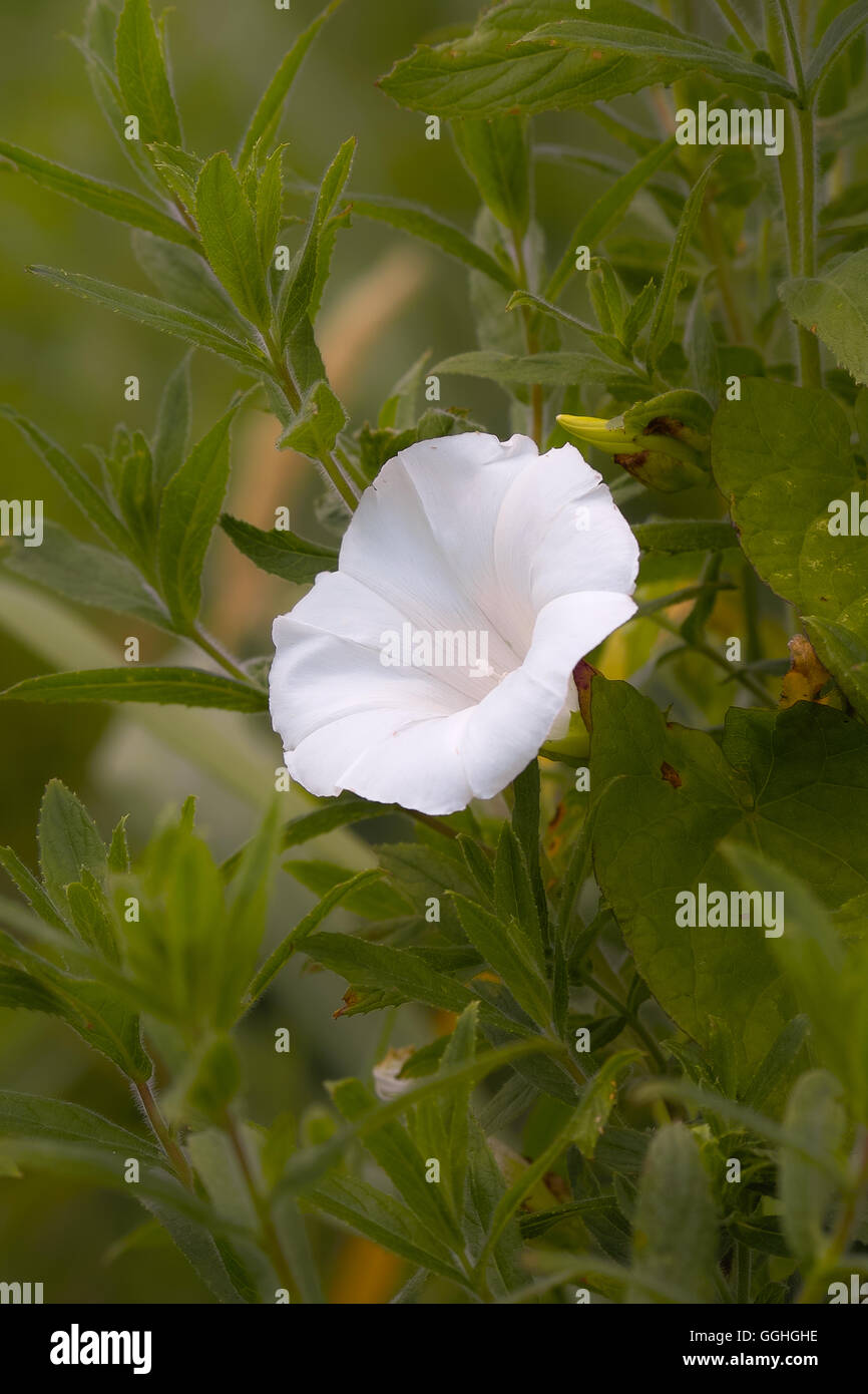Greater Bindweed, Bearbind, Hedge Bindweed, Hedge false bindweed ...