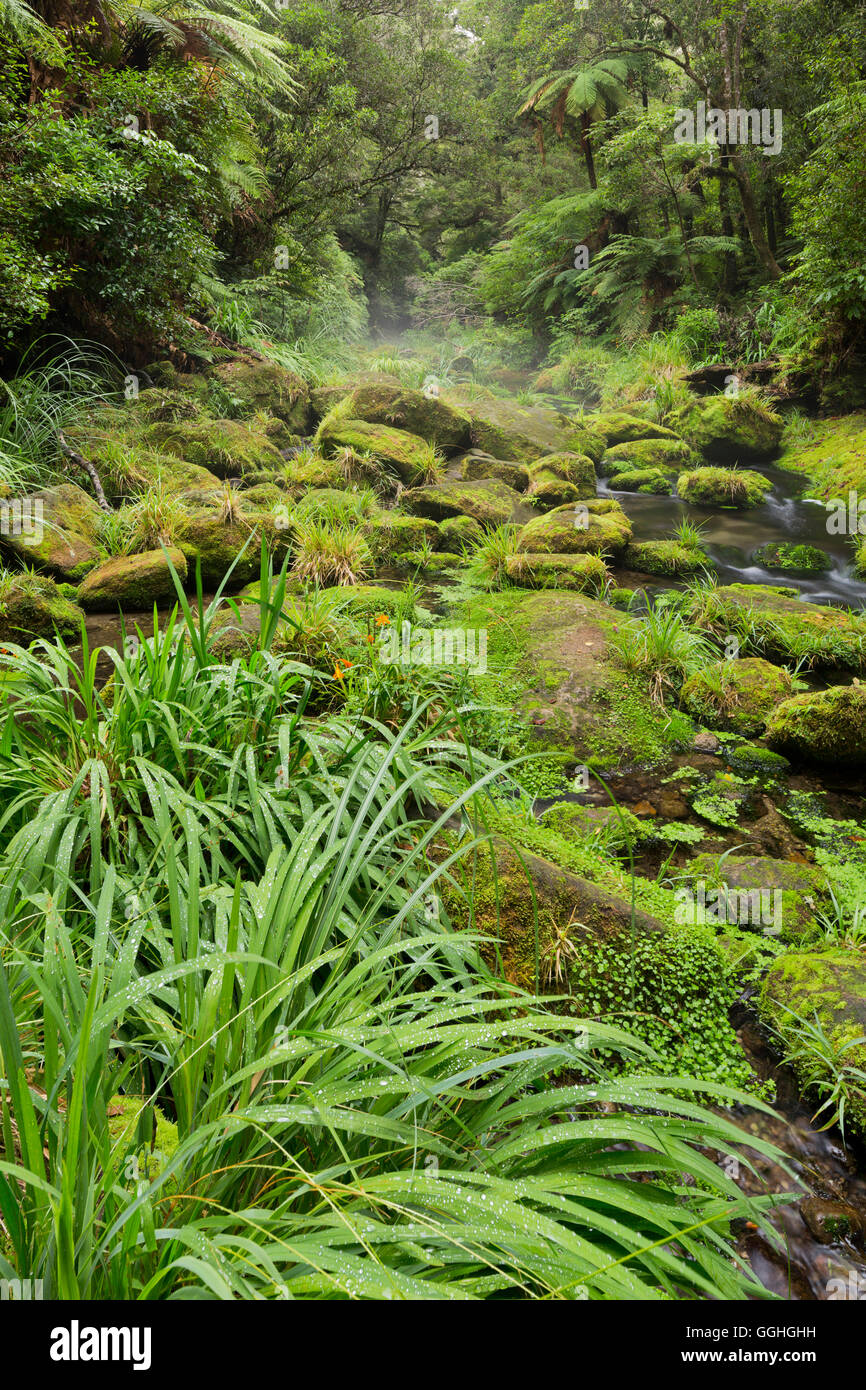 Rainforest, Omanawa Gorge, Bay of Plenty, North Island, New Zealand ...