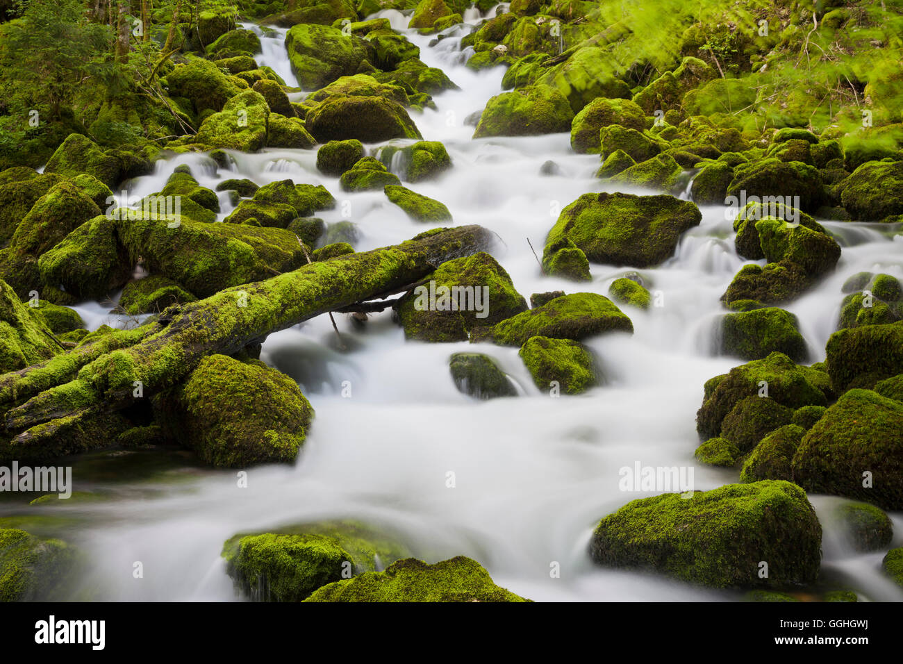 Moss covered stones hi-res stock photography and images - Alamy
