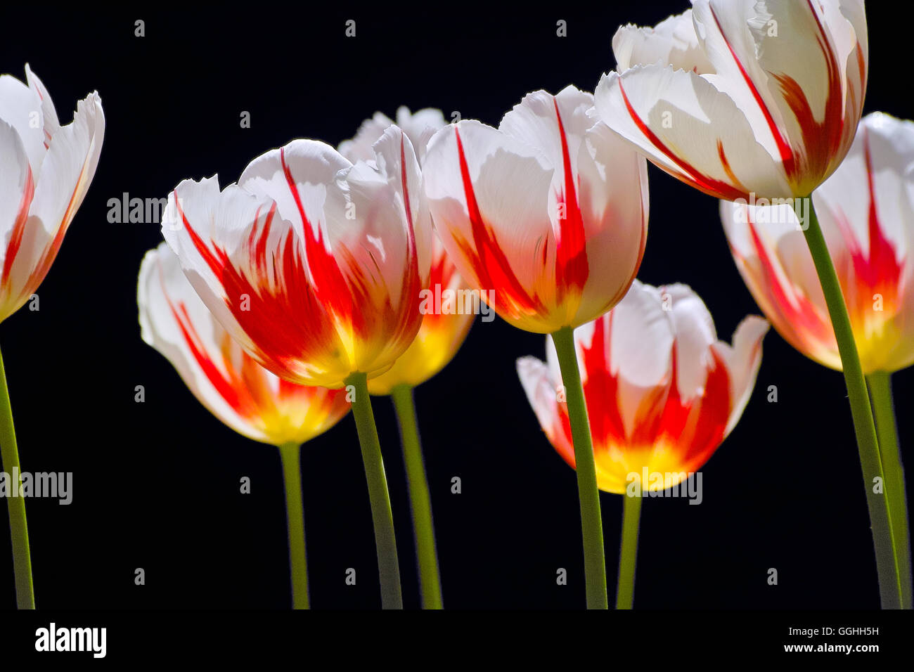 Tulip / Tulpe 'Ice Follies' (Tulipa hybr Stock Photo - Alamy