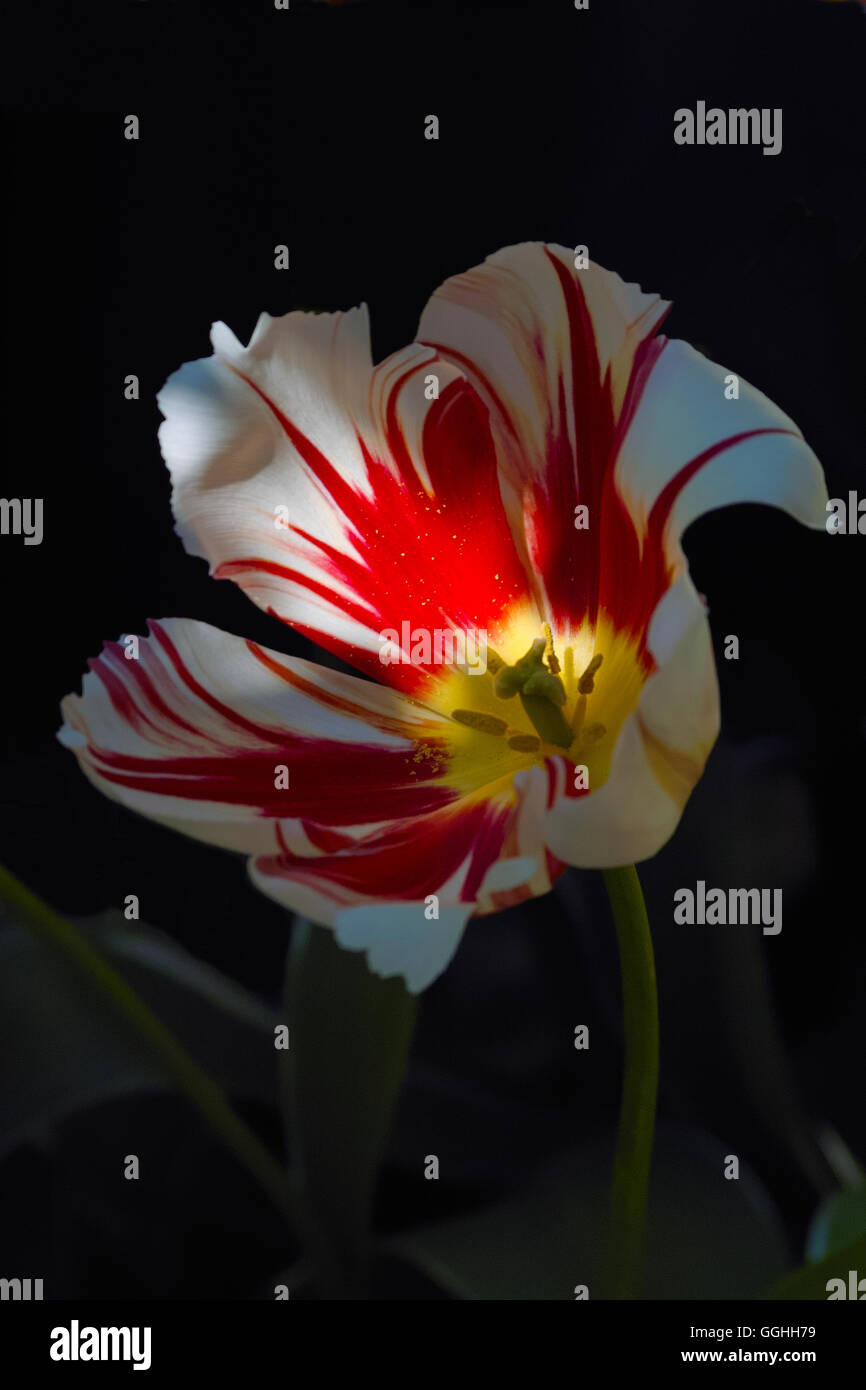 Tulipa red striped tulip hi-res stock photography and images - Alamy
