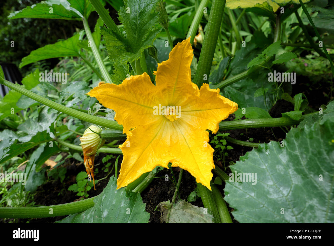Courgette Plants Uk High Resolution Stock Photography and Images - Alamy