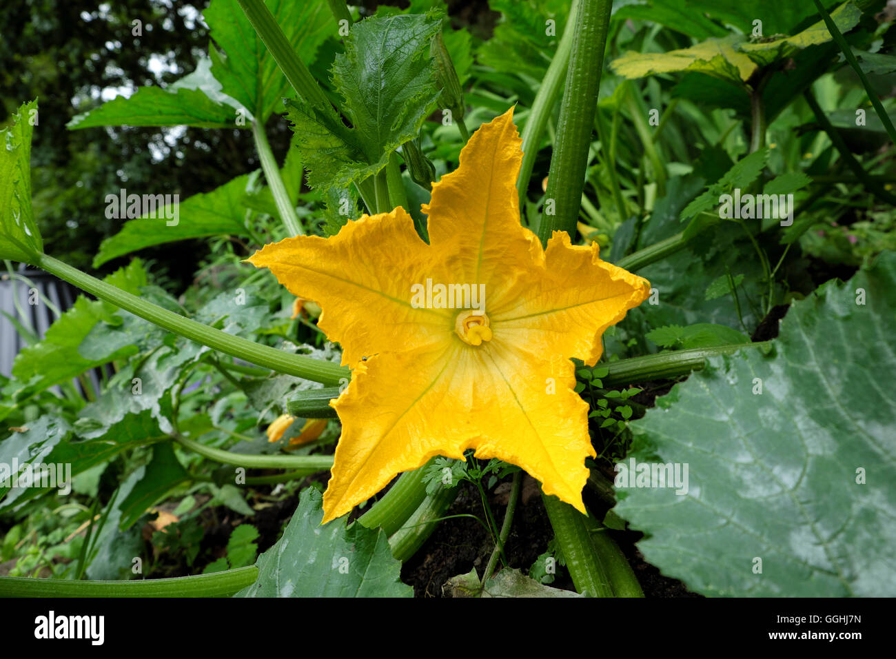Courgette Growing Uk Stock Photos & Courgette Growing Uk Stock Images ...