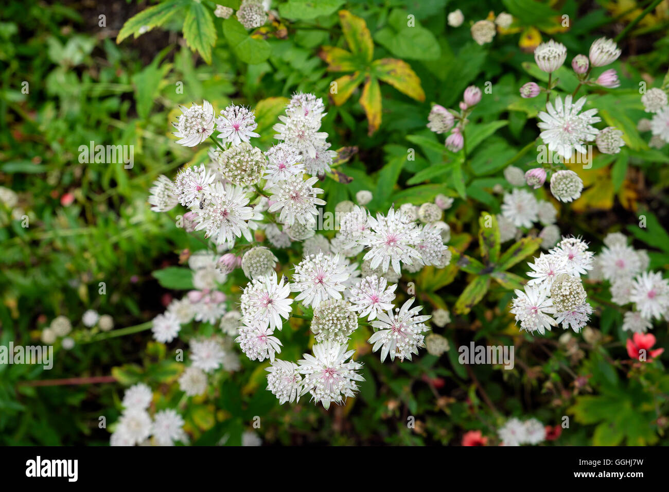 Greater masterwort astrantia major hi-res stock photography and images ...