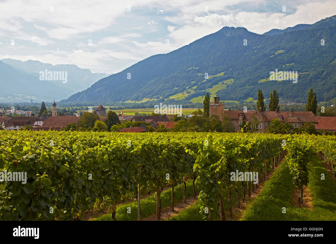 View across vineyards at Salenegg castle, Maienfeld, Alpenrhein, Rhine ...