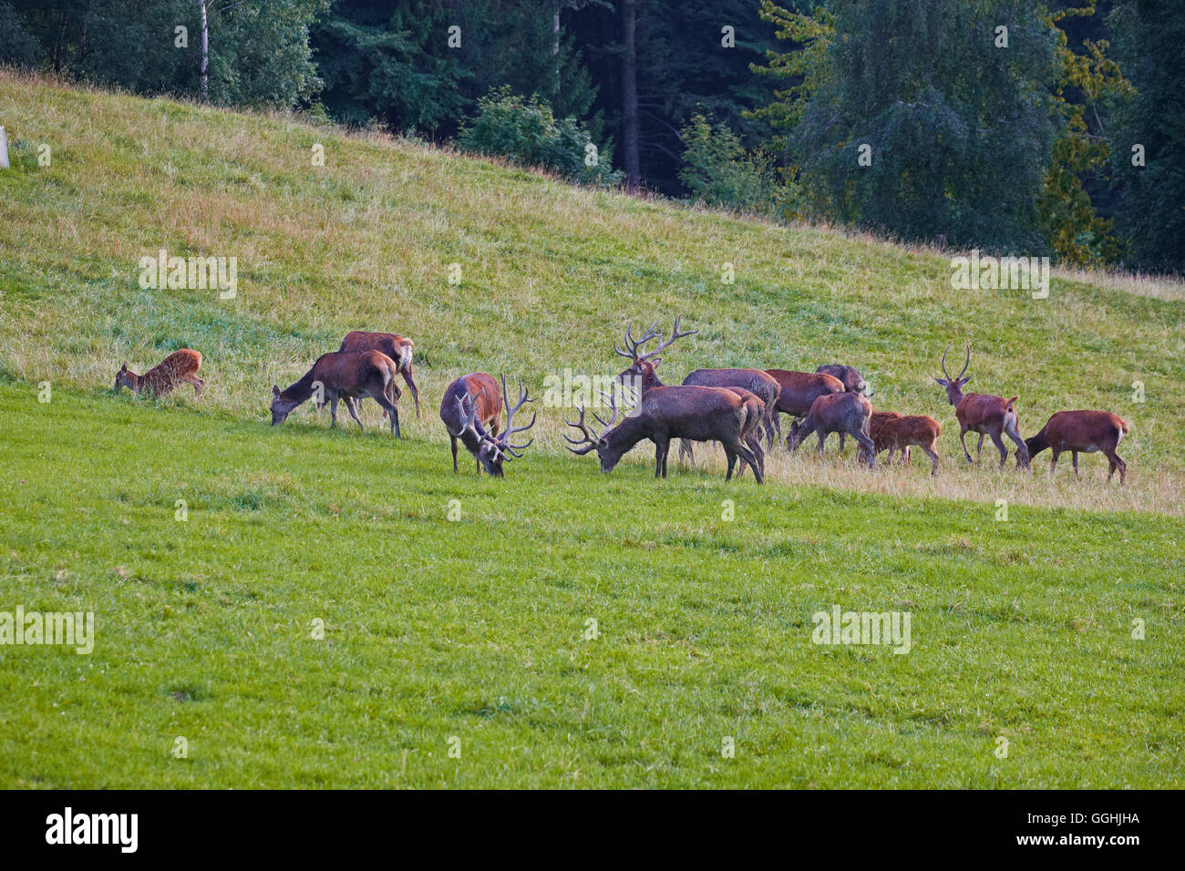 Deer on Pfaender mountain, Near Bregenz, Bodensee, Austria, Europe ...