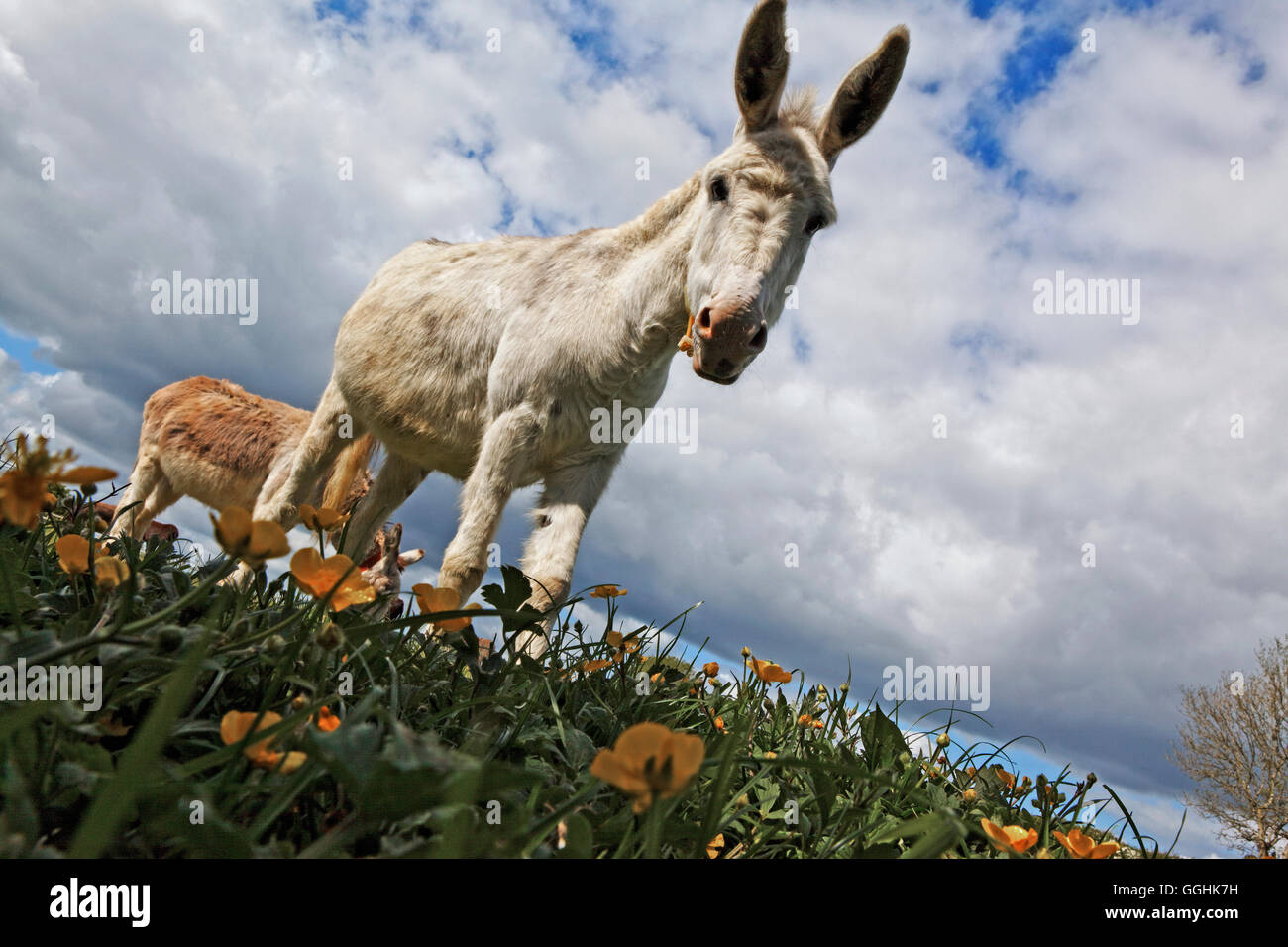The Donkey Sanctuary, Sidmouth, Devon, England, Great Britain Stock ...