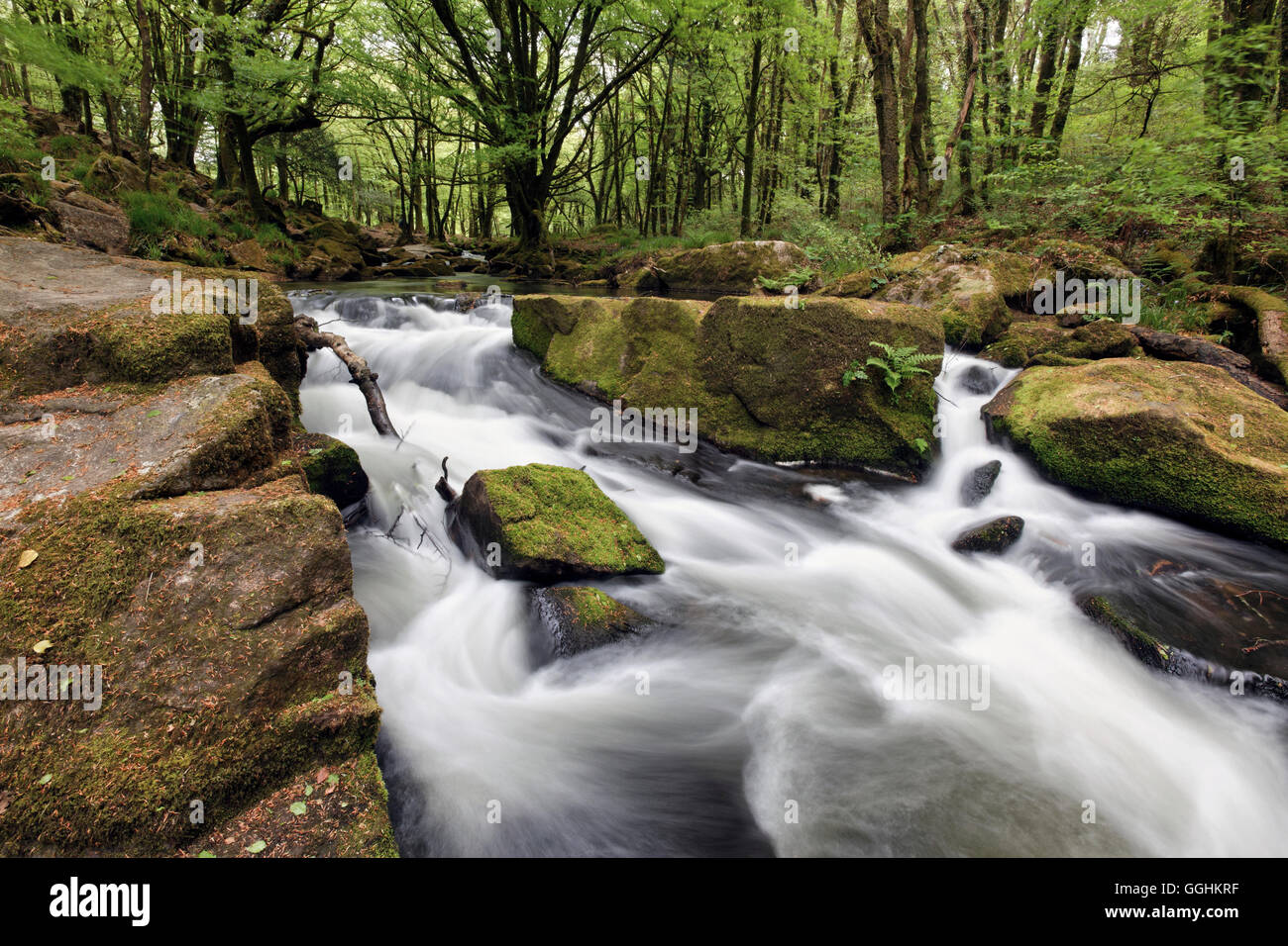 River Fowey at Golitha Falls National Nature Reserve, sessile oak ...