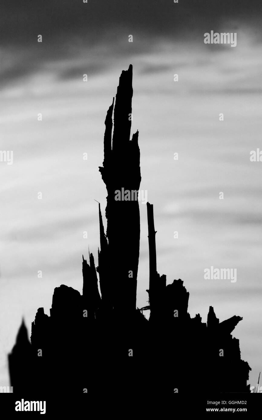 Fir tree trunk hi-res stock photography and images - Alamy