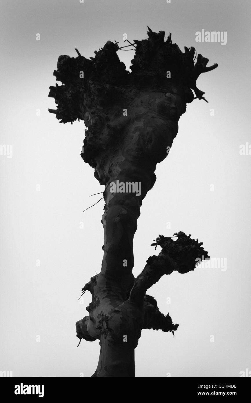 Sycamore bud hi-res stock photography and images - Alamy