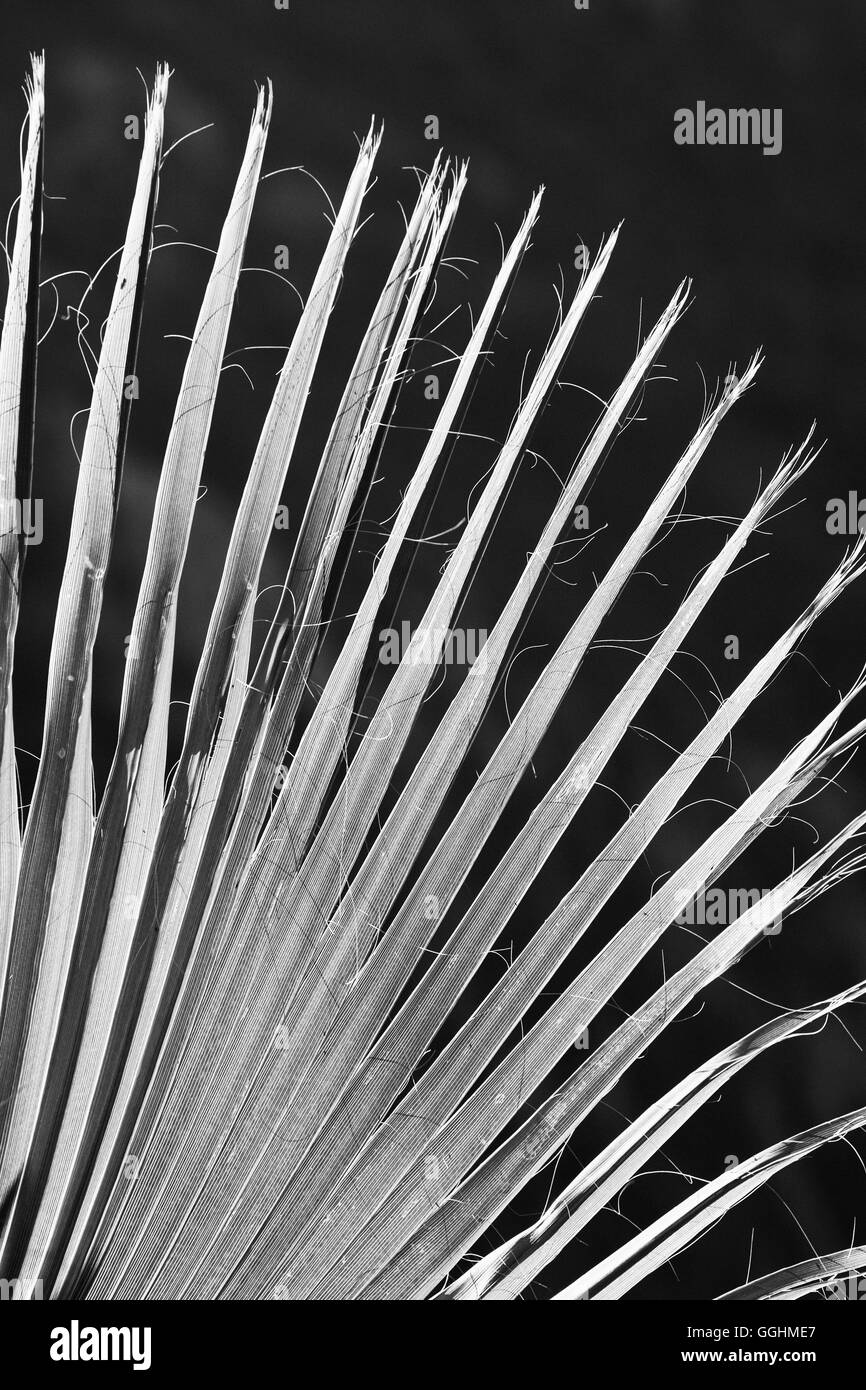 Palm tree in natural Black and White Stock Photos & Images - Alamy