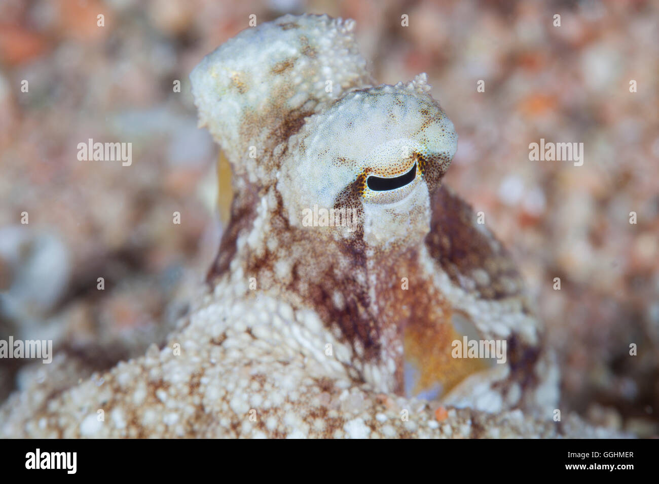Juvenile Sand Octopus Stock Photo - Alamy