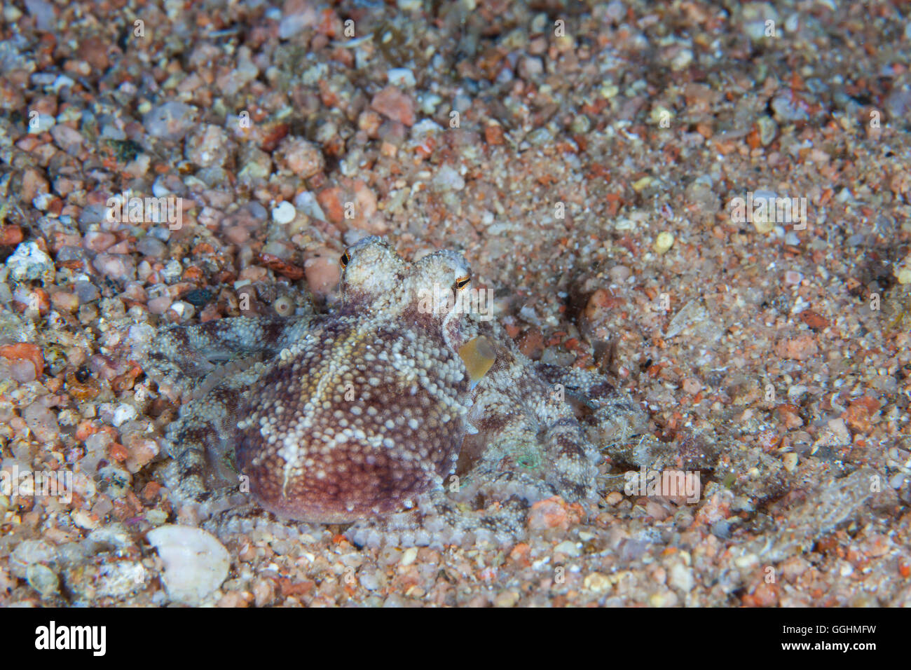 Juvenile Sand Octopus Stock Photo - Alamy