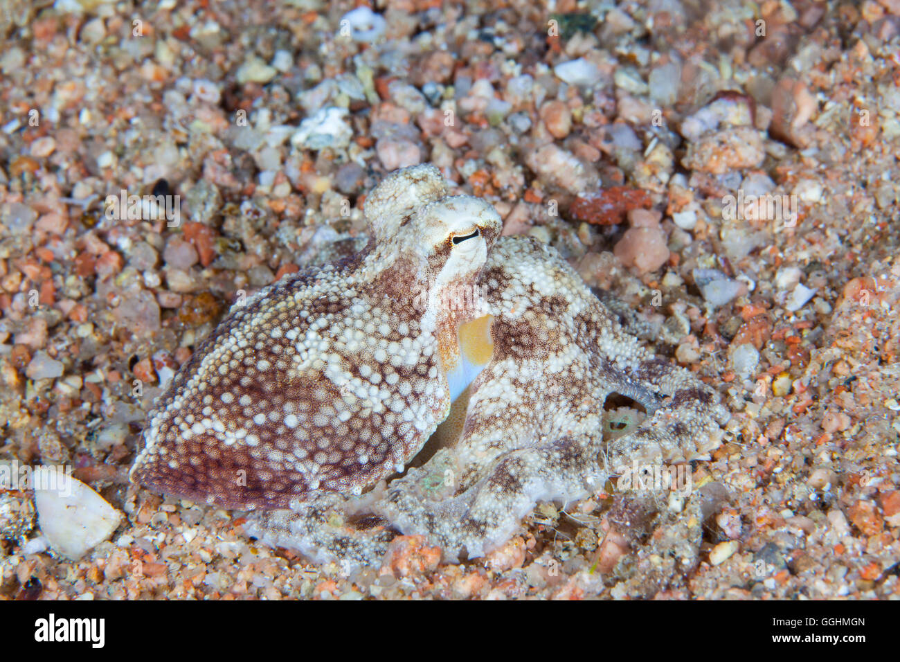 Juvenile Sand Octopus Stock Photo - Alamy