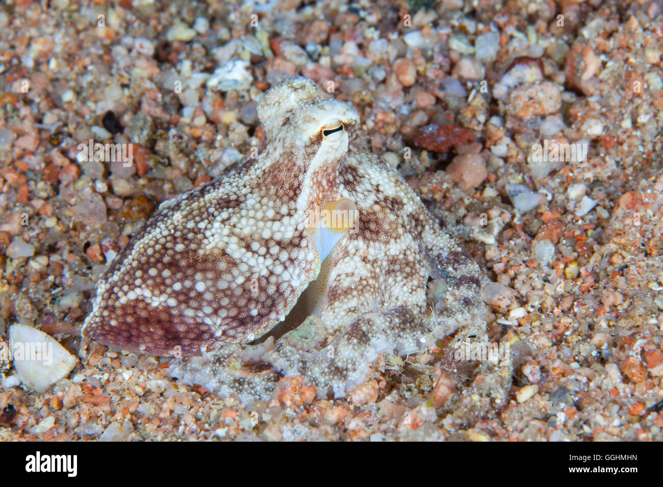 Juvenile Sand Octopus Stock Photo - Alamy