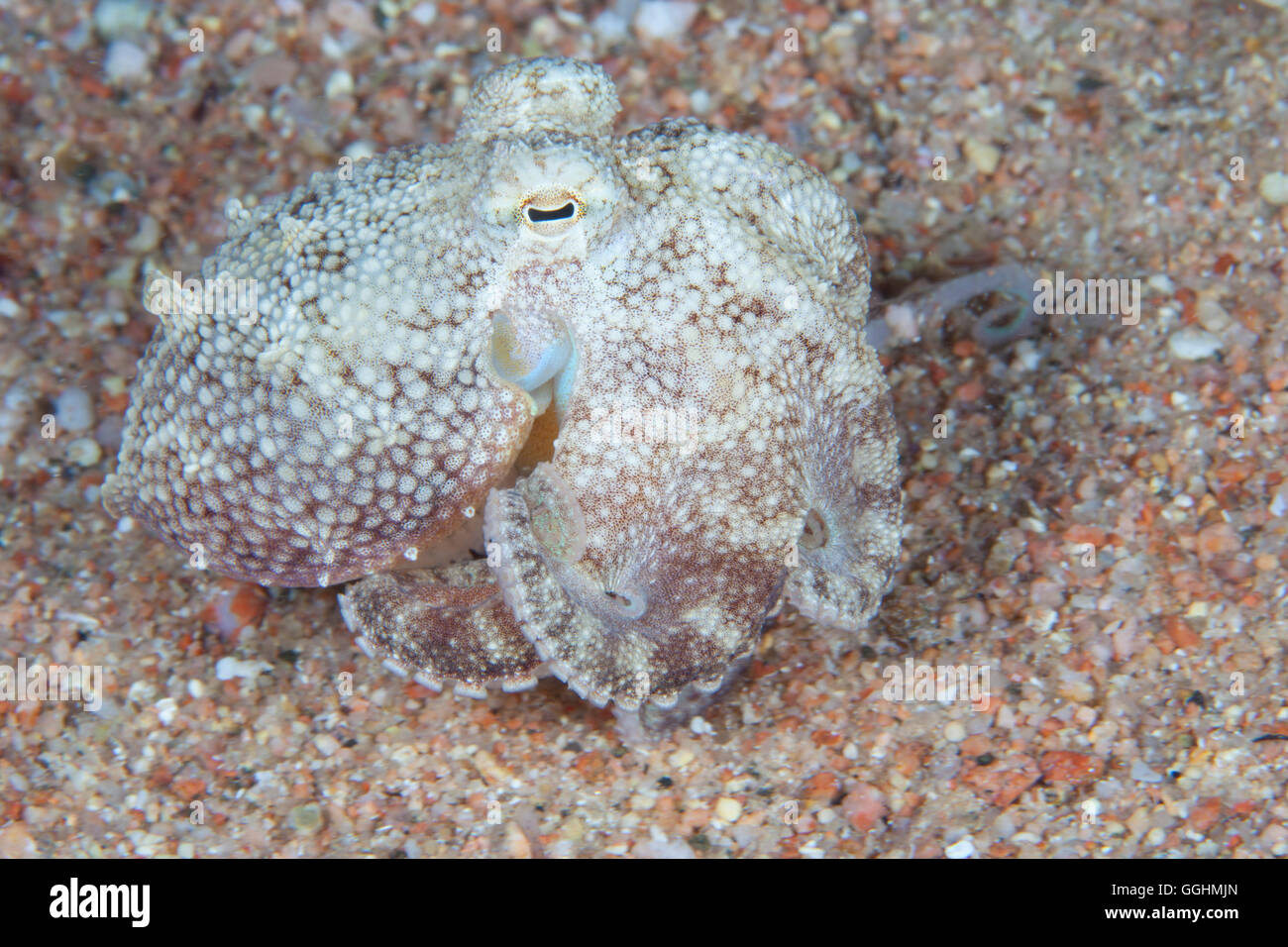 Juvenile Sand Octopus Stock Photo - Alamy