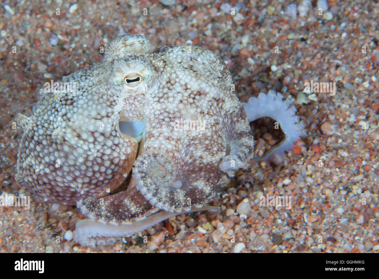 Juvenile Sand Octopus Stock Photo - Alamy