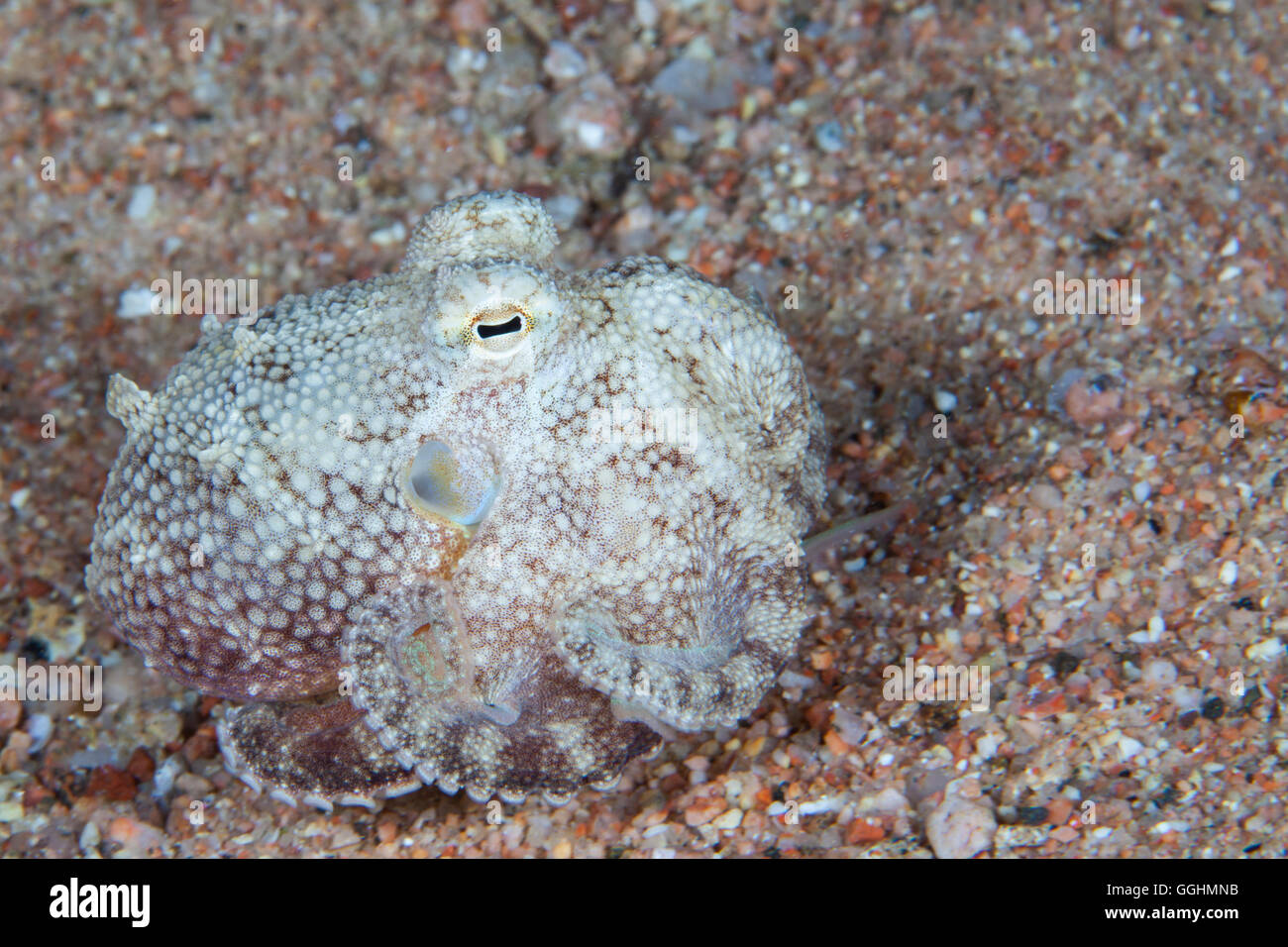 Juvenile Sand Octopus Stock Photo - Alamy