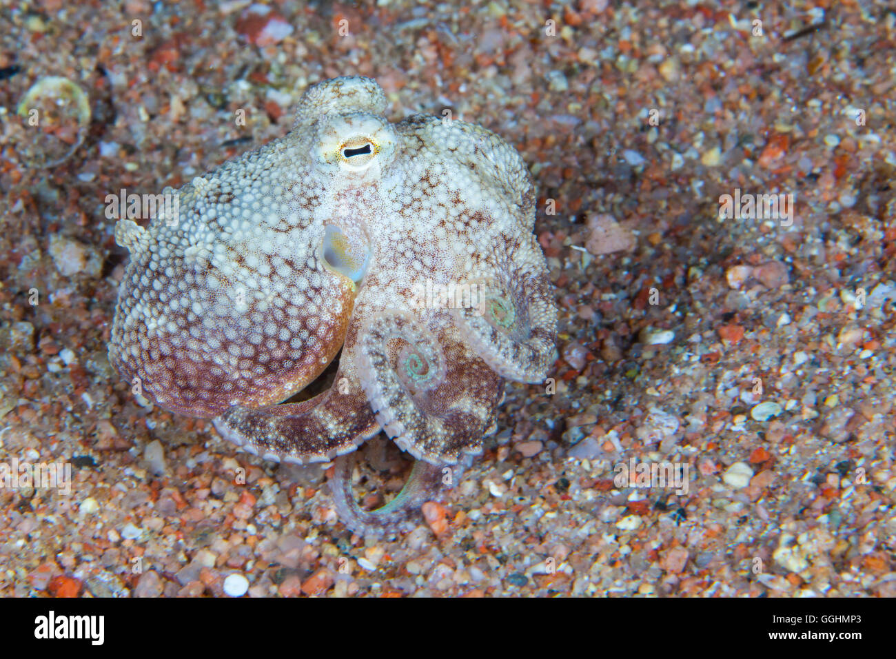 Juvenile Sand Octopus Stock Photo - Alamy