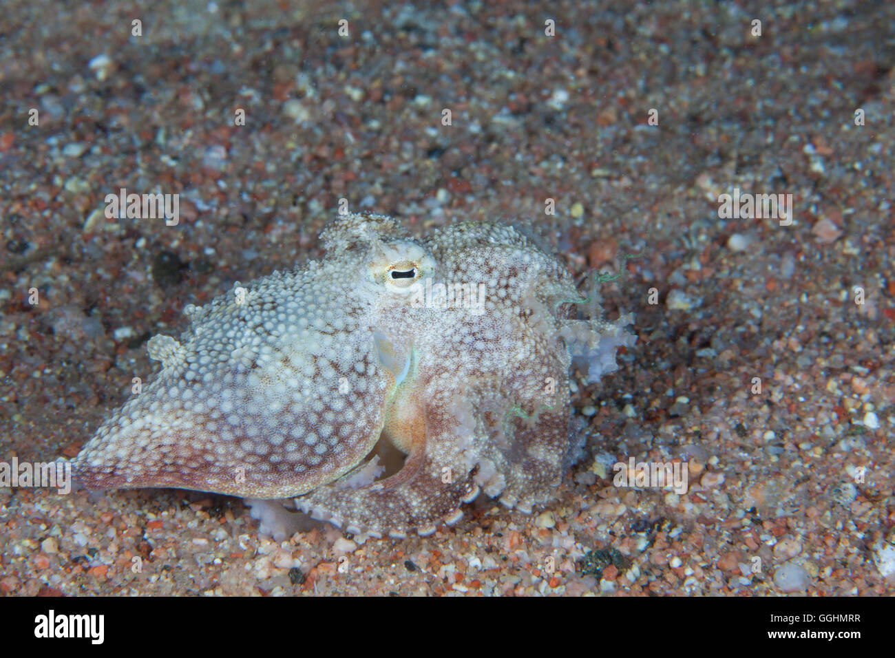 Juvenile Sand Octopus Stock Photo - Alamy