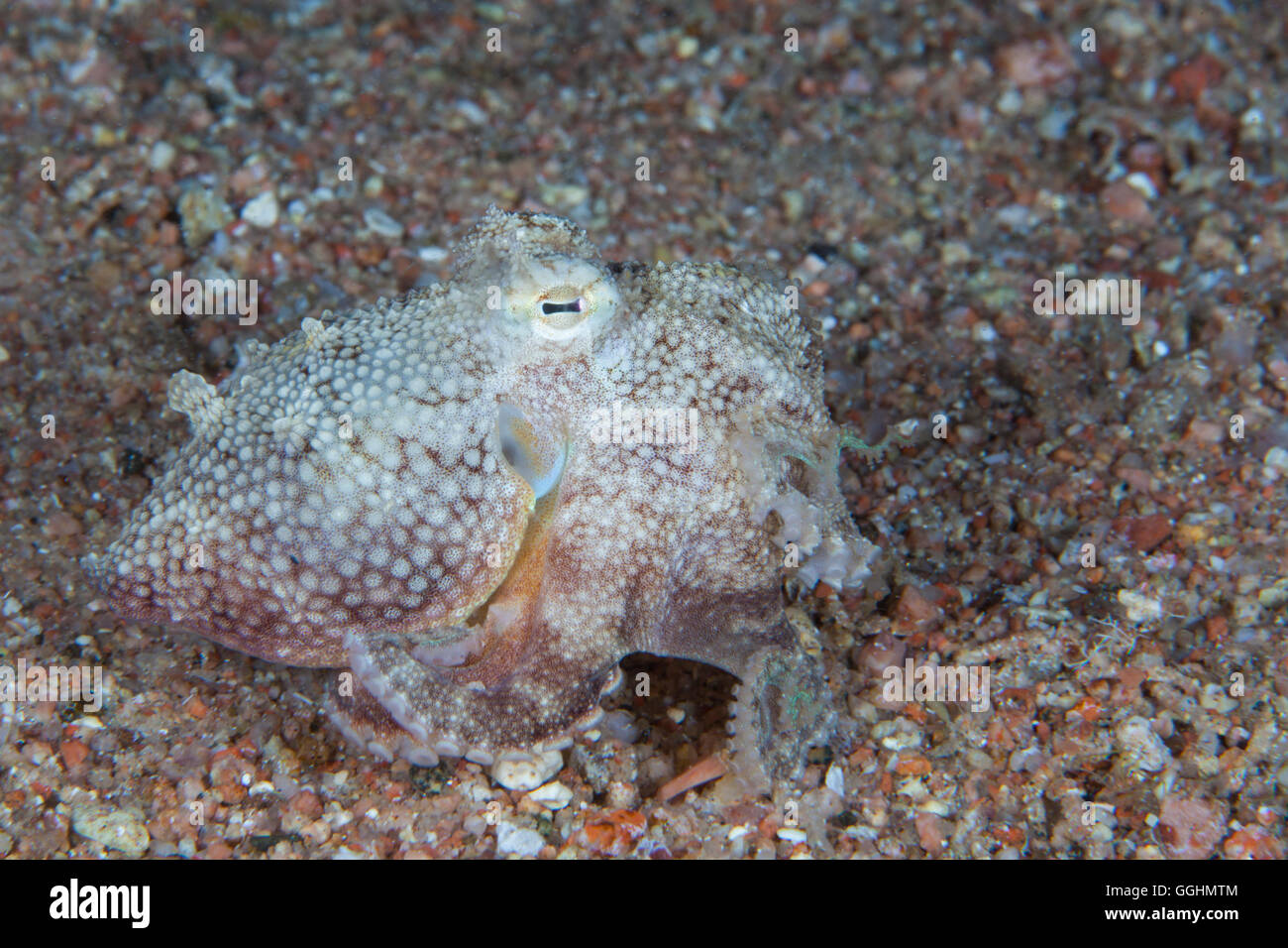 Juvenile Sand Octopus Stock Photo - Alamy
