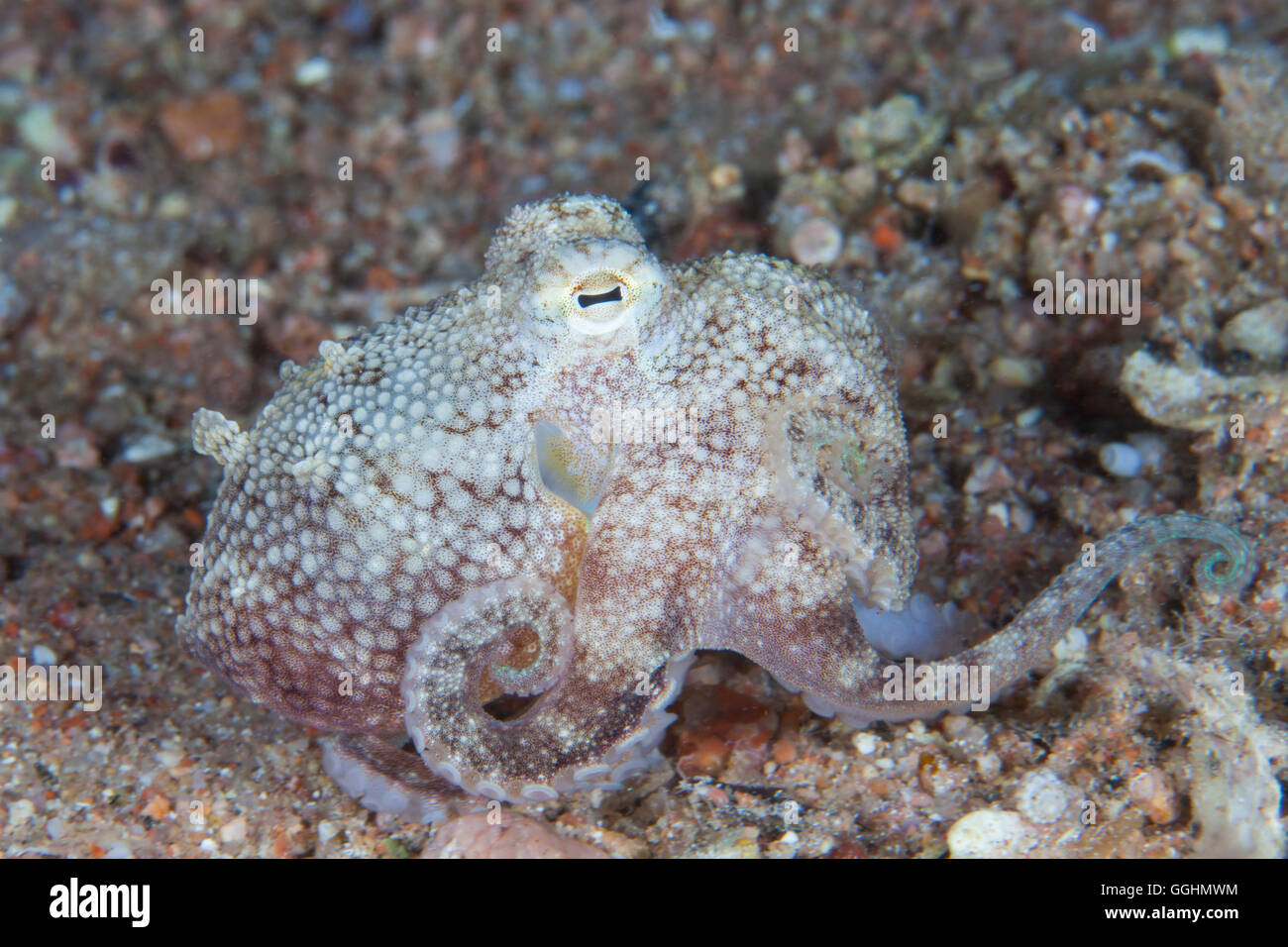 Juvenile Sand Octopus Stock Photo - Alamy