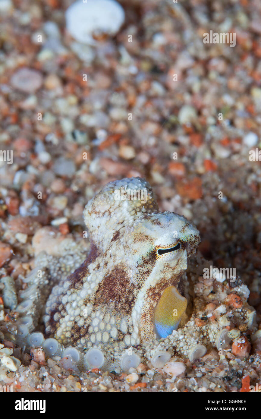 Juvenile Sand Octopus Stock Photo - Alamy