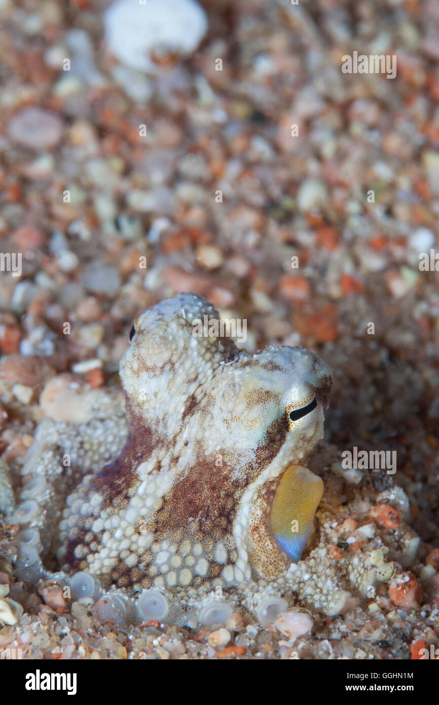 Juvenile Sand Octopus Stock Photo - Alamy