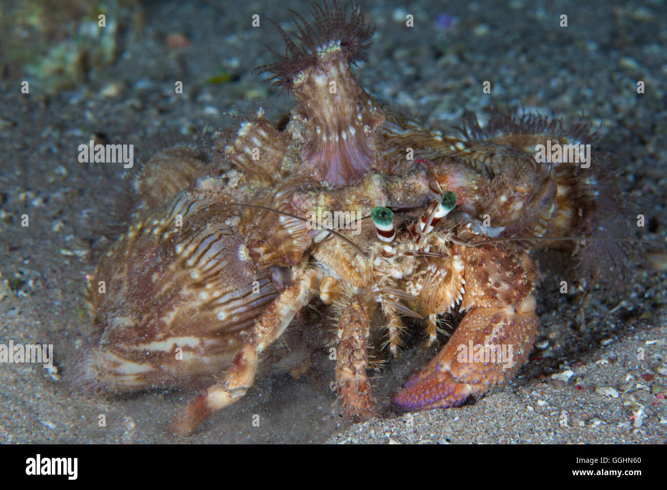 Dardanus species hi-res stock photography and images - Alamy