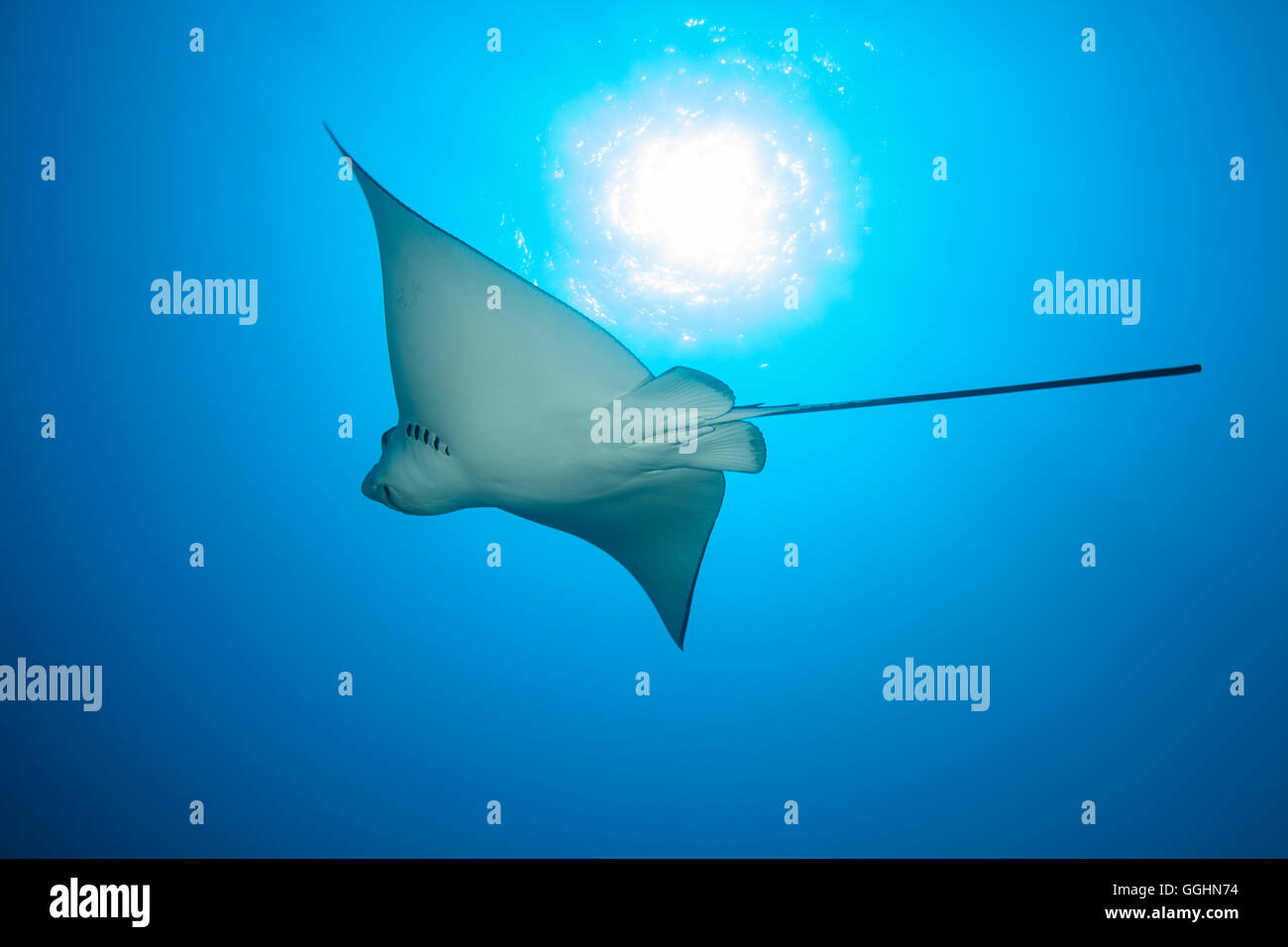 Spotted eagle ray coral reef hi-res stock photography and images - Alamy