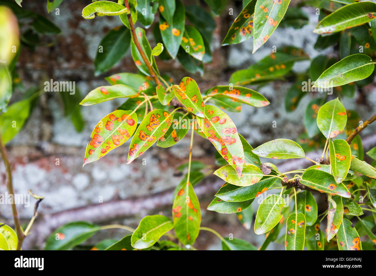 Peach leaf curl (Taphrina deformans), a fungal disease which causes ...