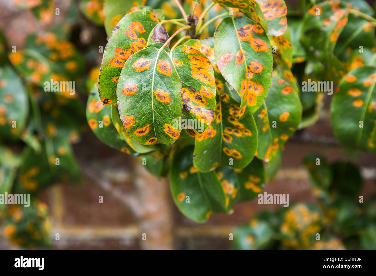 Peach leaf curl (Taphrina deformans), a fungal disease which causes ...
