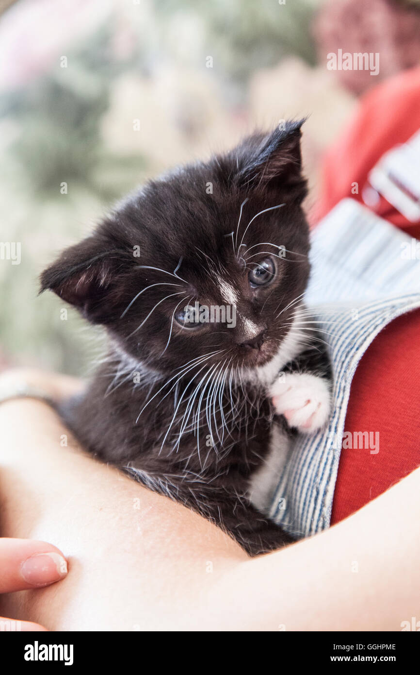 Four week old kitten being held Stock Photo - Alamy