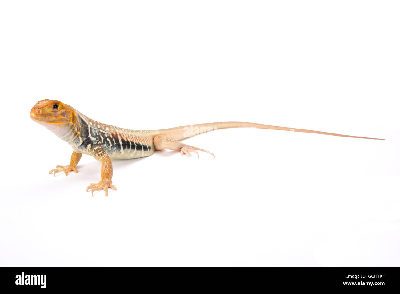 Vietnam lizard hi-res stock photography and images - Alamy