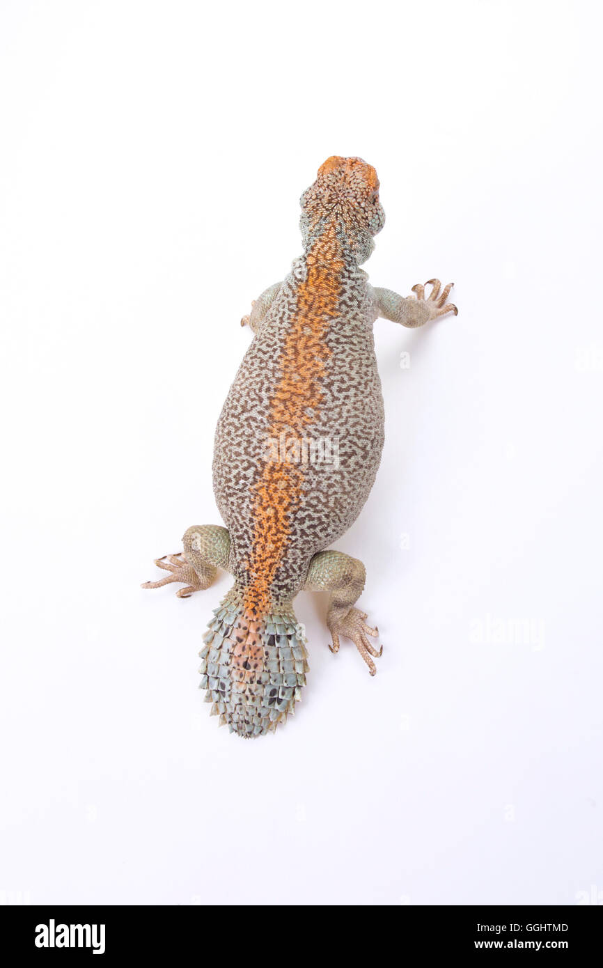 Omani spiny-tailed lizard (Uromastyx thomasi Stock Photo - Alamy